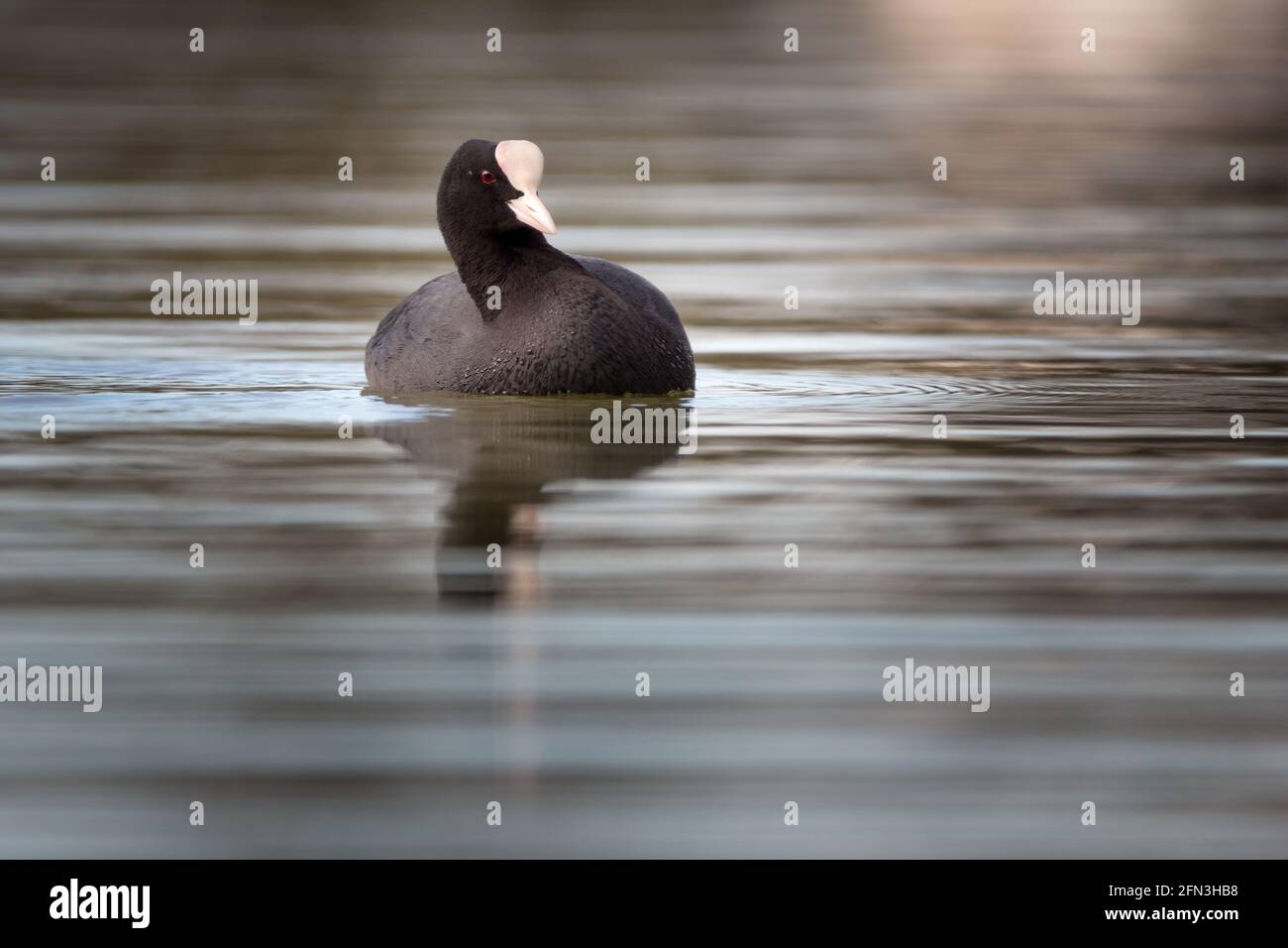 The Eurasian coot, also known as the common coot, or Australian coot ...