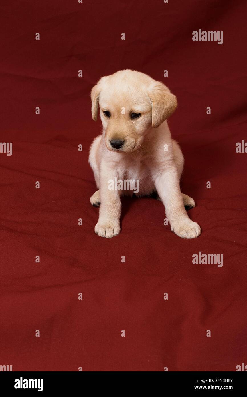 Labrador puppy on red background Stock Photo - Alamy