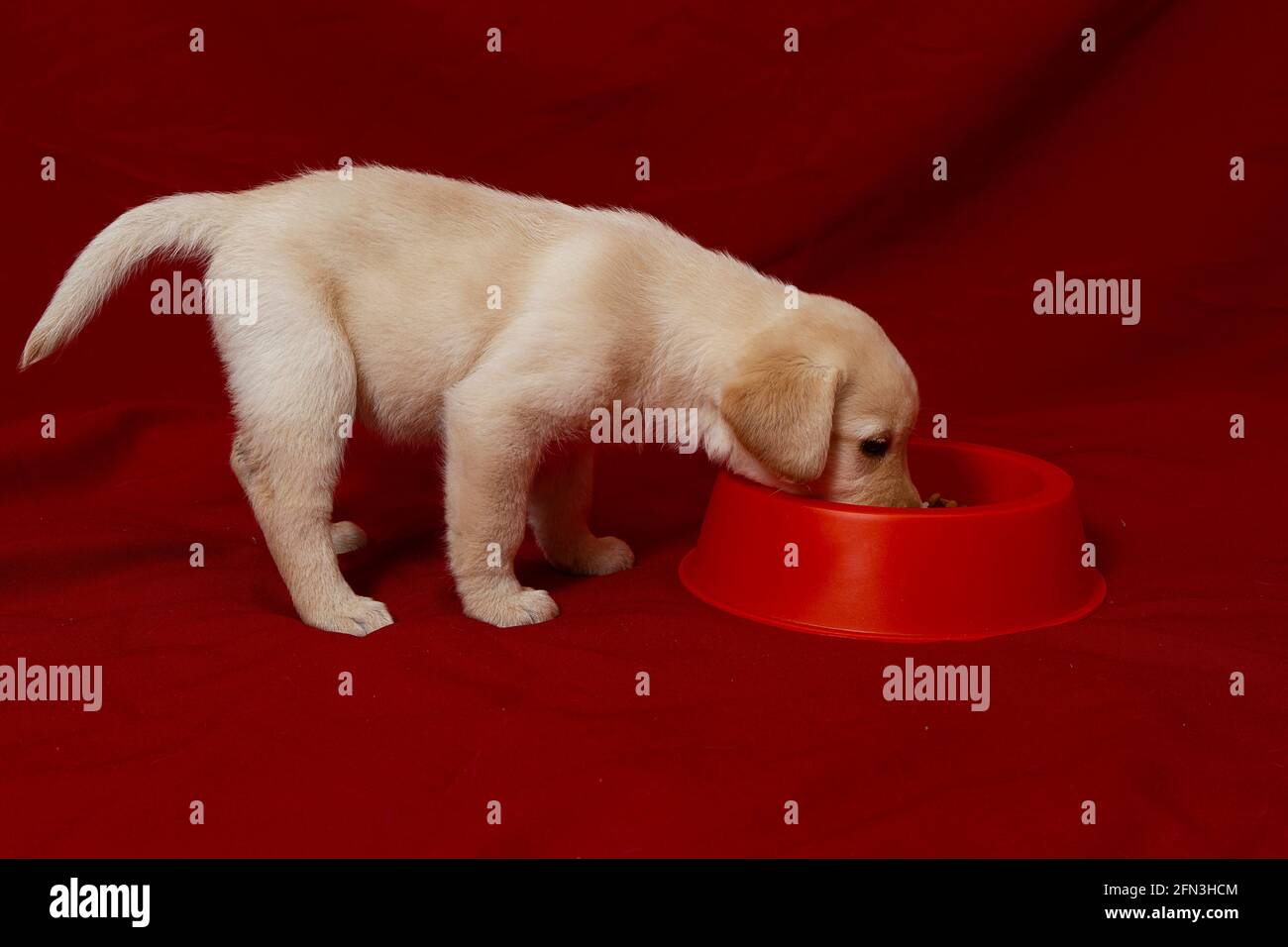 Red labrador retriever puppy hi-res stock photography and images - Alamy