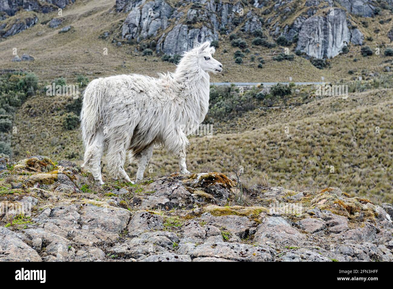 Llama (Lama Glama) at the El Cajas National Park or Cajas National Park ...