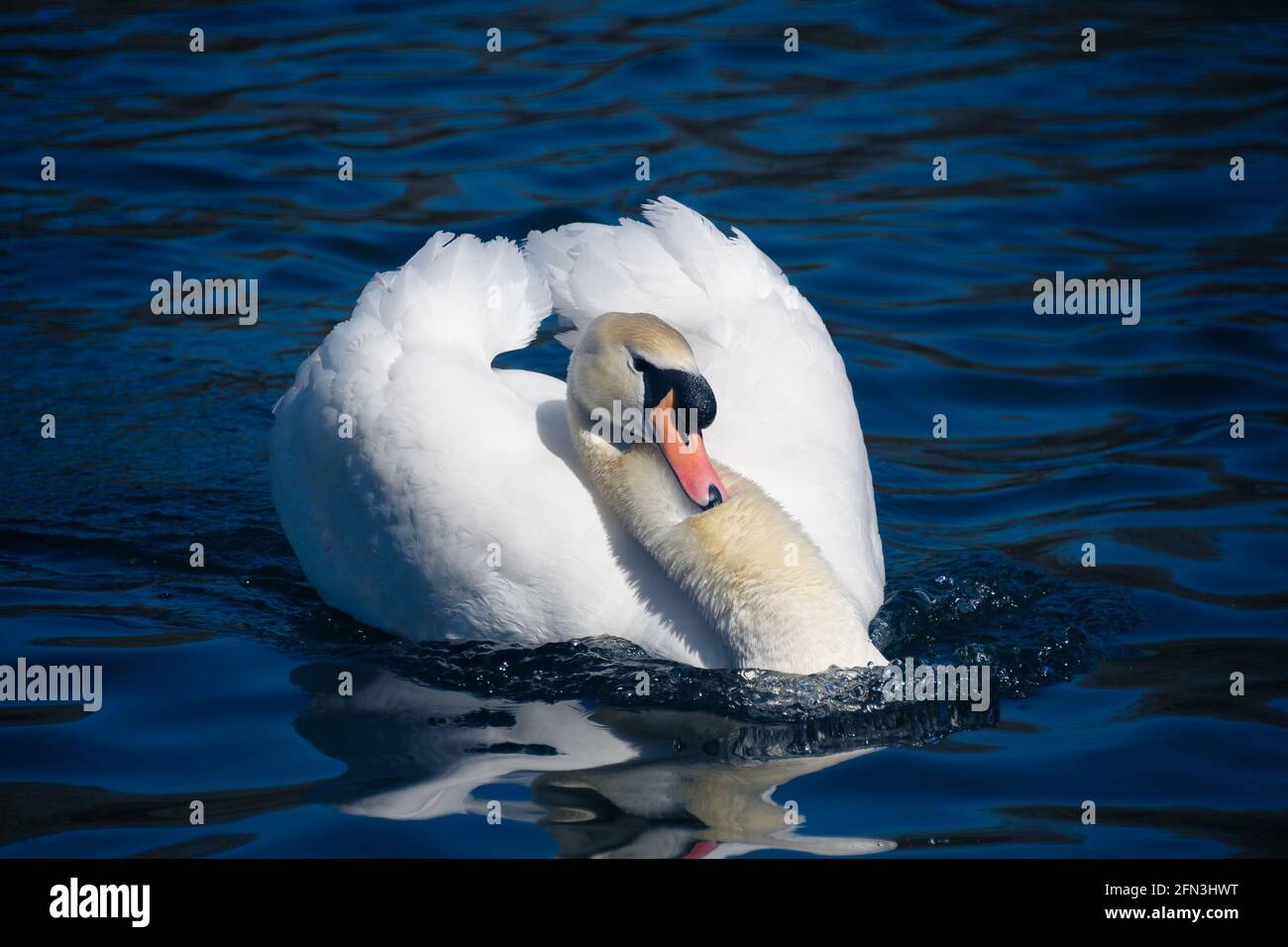 A portrait of a Mute Swan with wings raised in display Stock Photo - Alamy