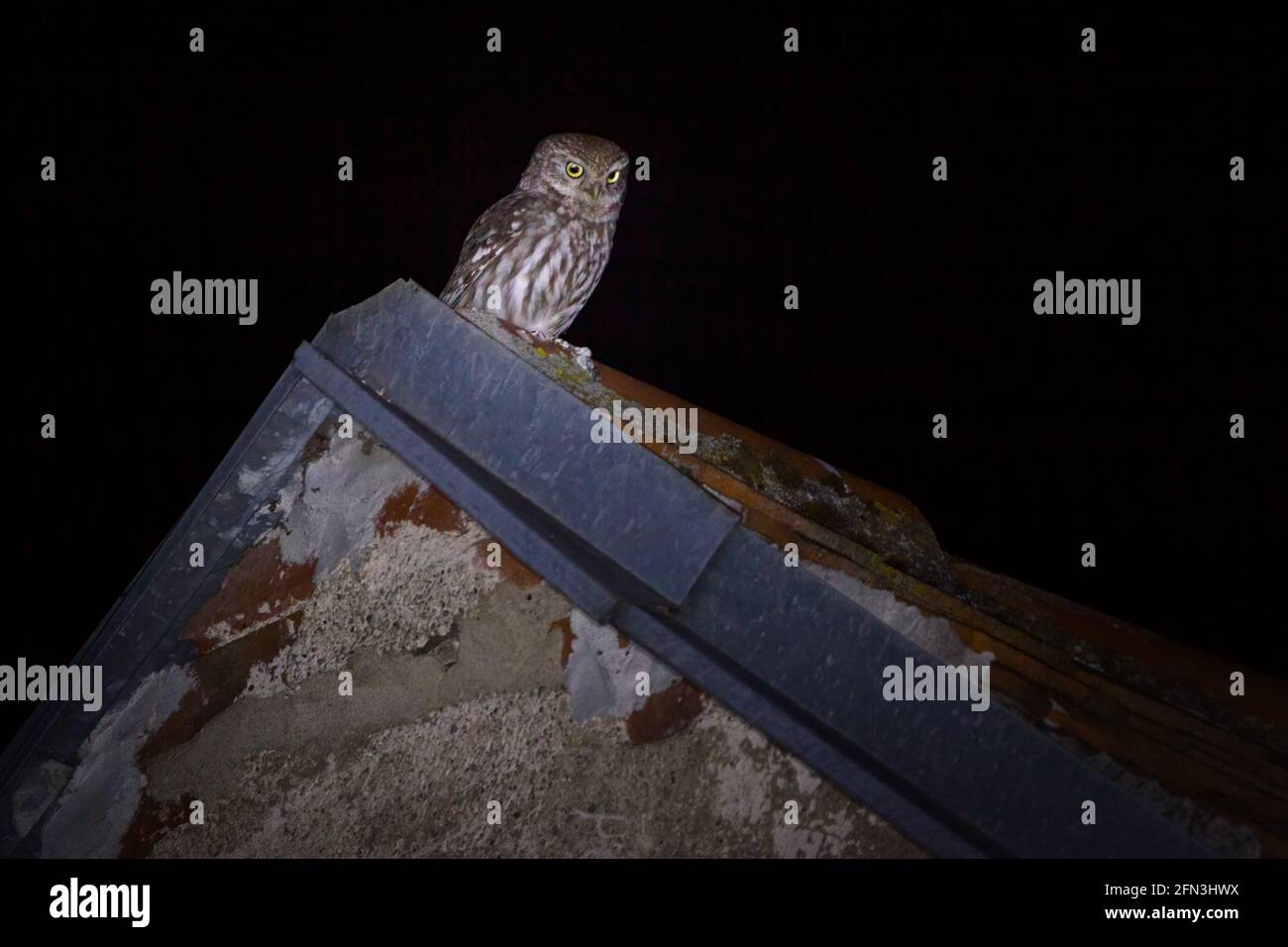 The little owl (Athene noctua), also known as the owl of Athena or owl ...