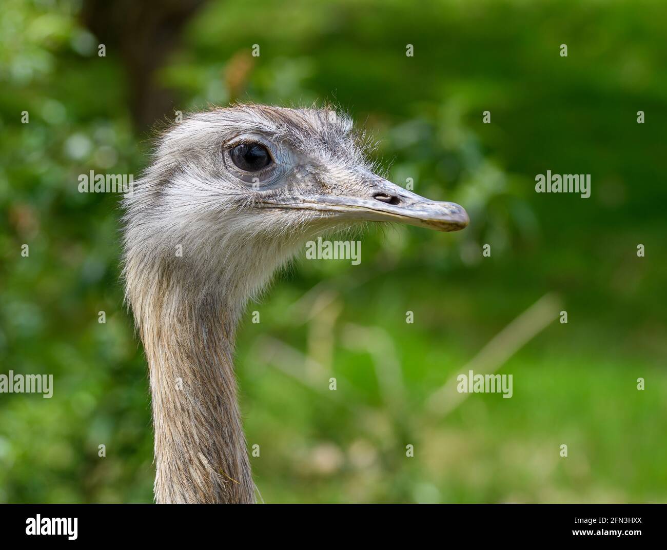 A portrait of a Greater Rhea bird Stock Photo - Alamy