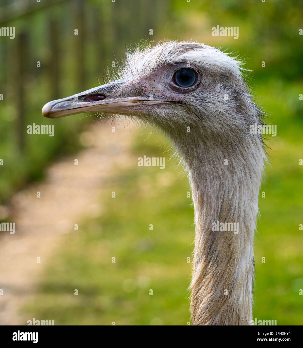 A portrait of a Greater Rhea bird Stock Photo - Alamy