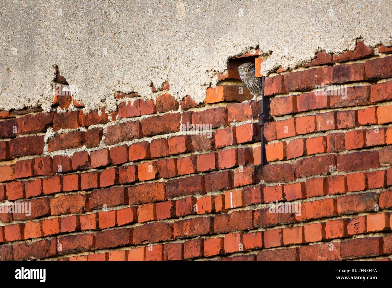 The little owl (Athene noctua), also known as the owl of Athena or owl ...