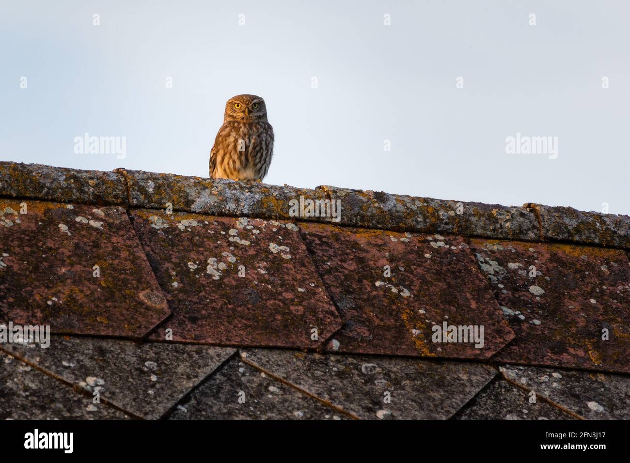The little owl (Athene noctua), also known as the owl of Athena or owl ...