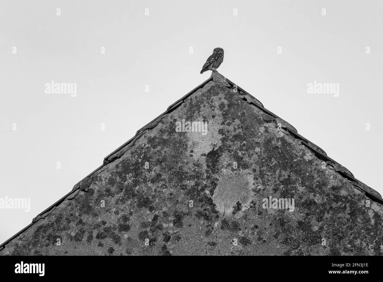 The little owl (Athene noctua), also known as the owl of Athena or owl ...