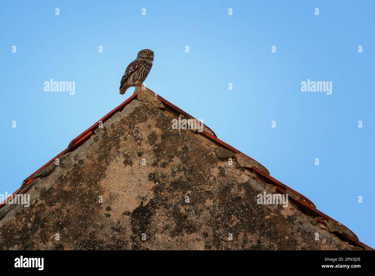 The little owl (Athene noctua), also known as the owl of Athena or owl ...