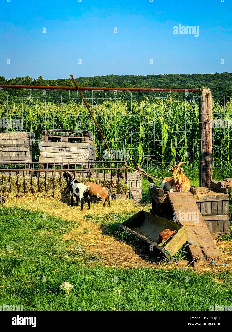 Goat in a crate hi-res stock photography and images - Alamy