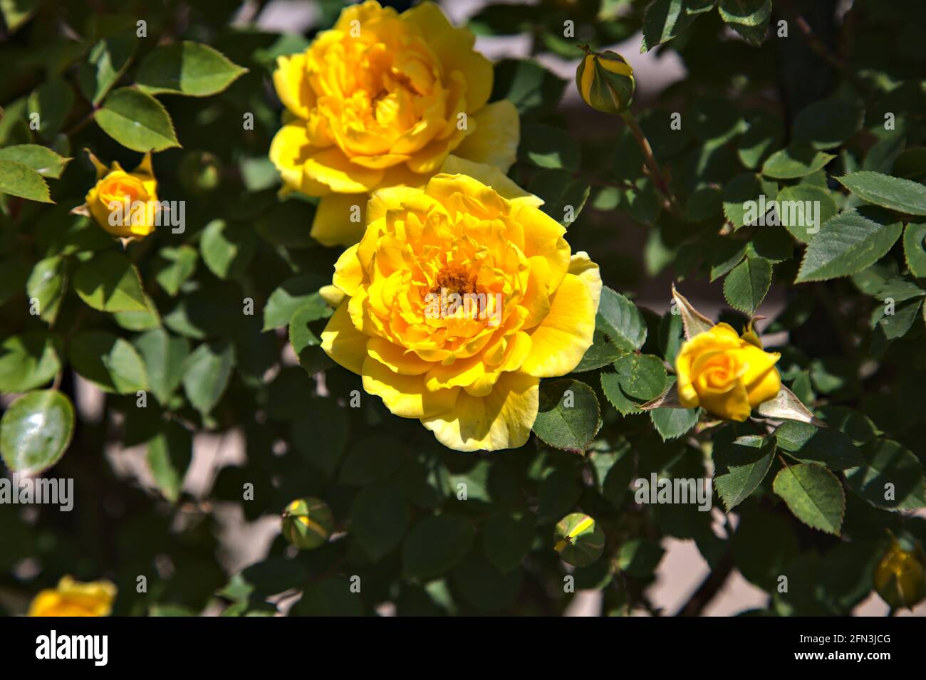 Yellow roses in bloom seen up close Stock Photo - Alamy