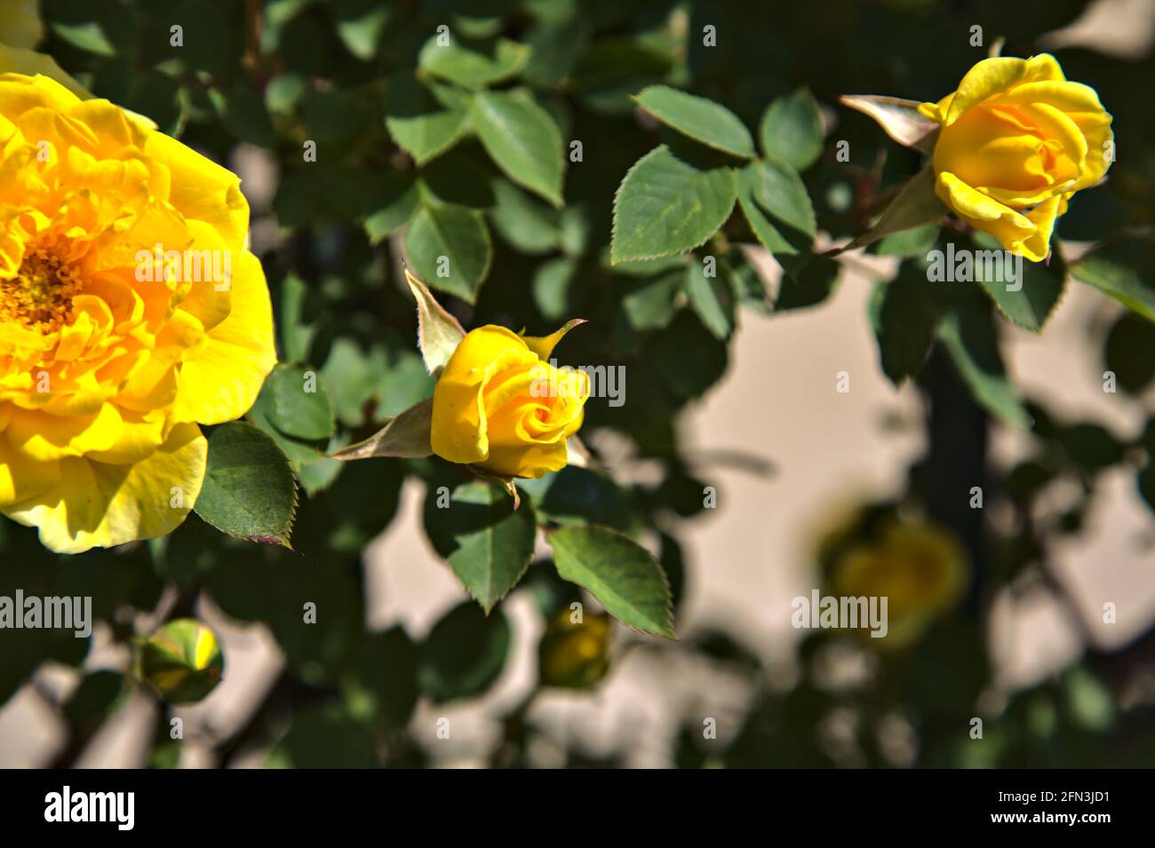 Yellow roses in bloom seen up close Stock Photo - Alamy