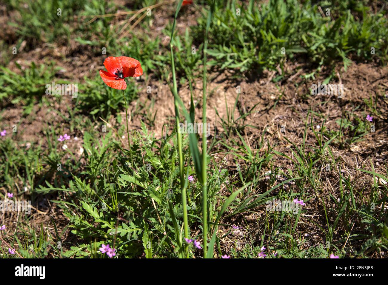 Poppies in the grass seen up close Stock Photo - Alamy