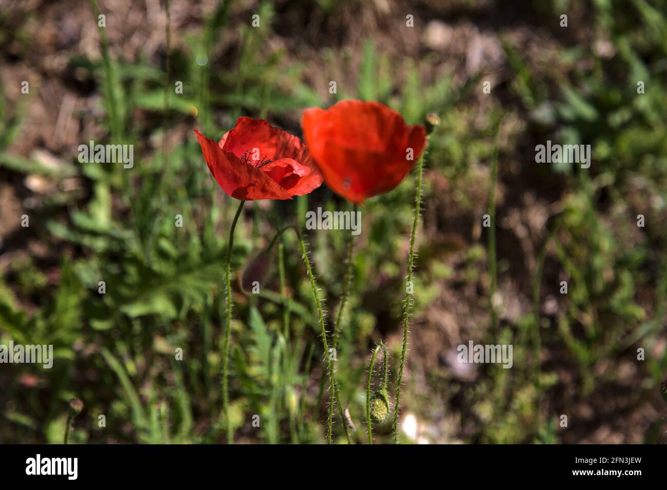 Poppies in the grass seen up close Stock Photo - Alamy