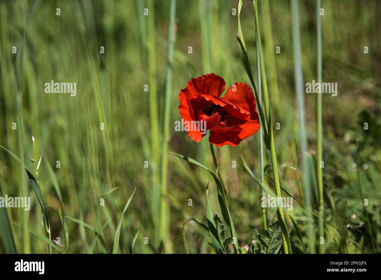 Poppies in the grass seen up close Stock Photo - Alamy