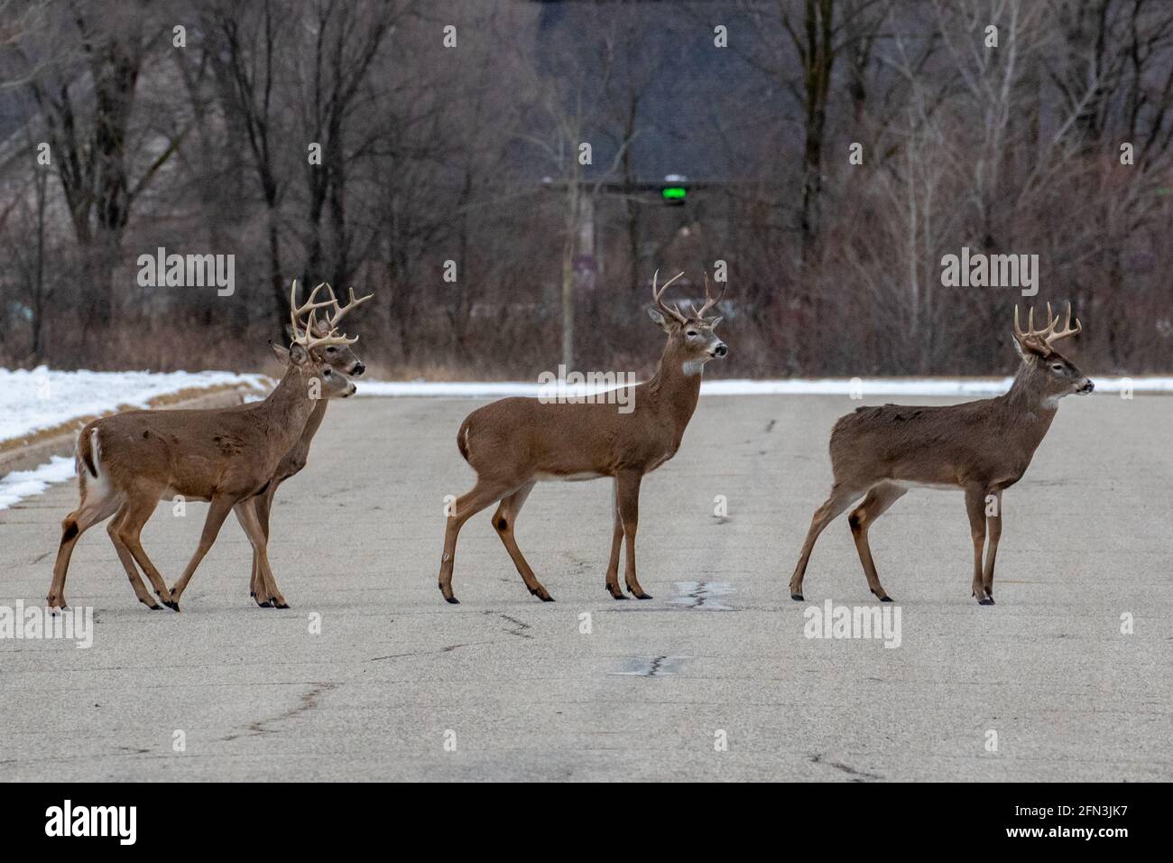 White-tailed deer bucks Stock Photo - Alamy