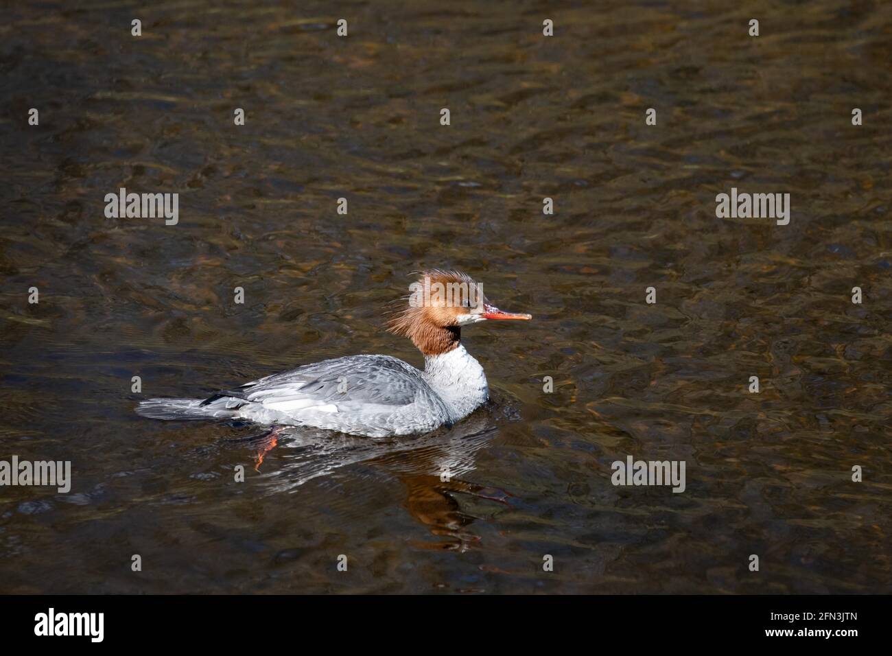 Female common merganser hi-res stock photography and images - Alamy