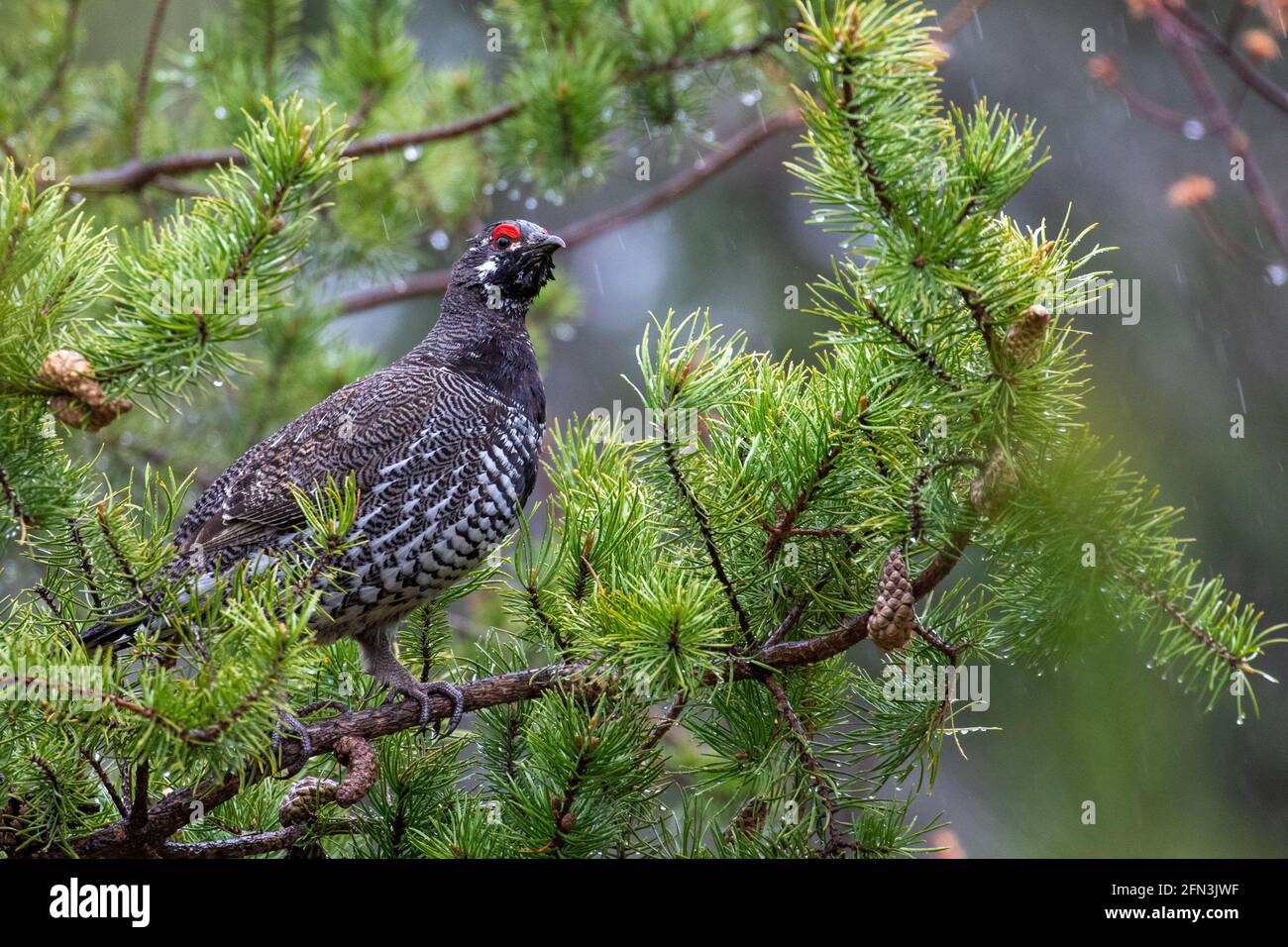 Jack pine hi-res stock photography and images - Alamy