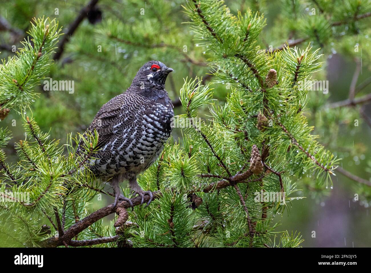 Jack pine hi-res stock photography and images - Alamy