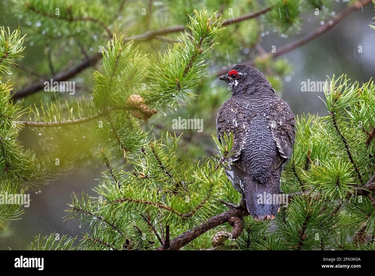 Spruce Grouse in jack pine Stock Photo - Alamy
