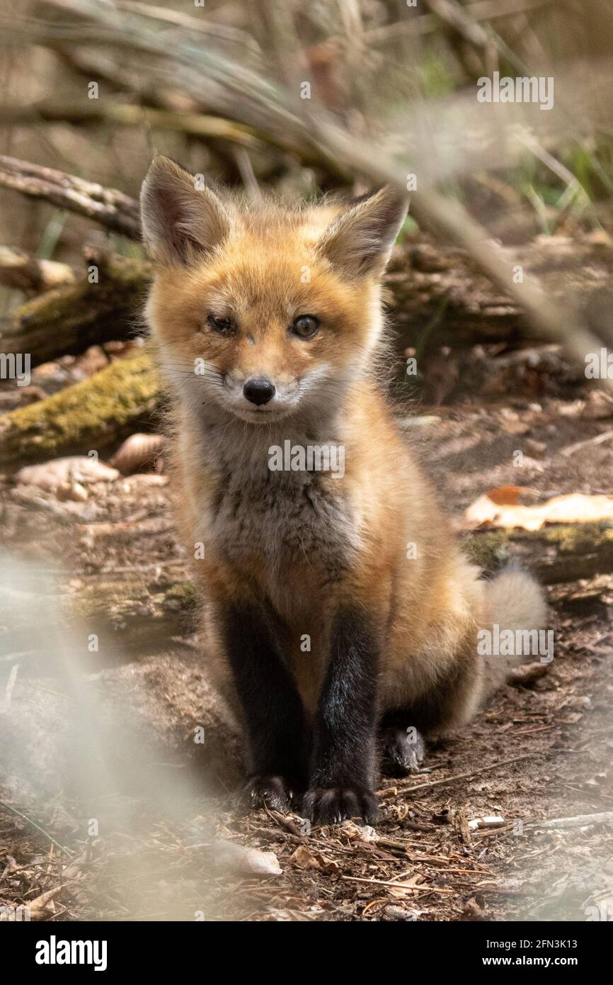 Red fox pup Stock Photo - Alamy