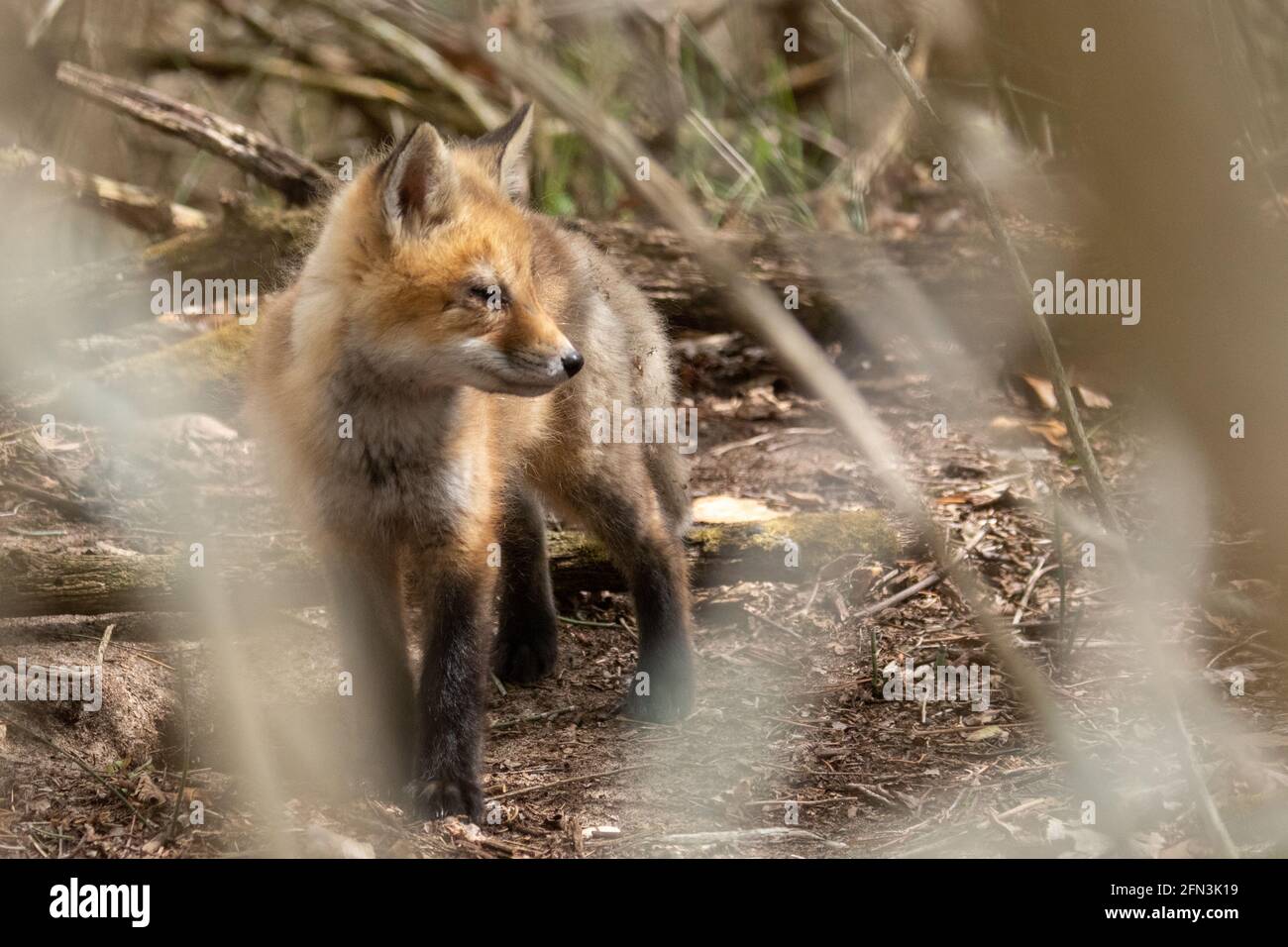 Red fox pup Stock Photo - Alamy