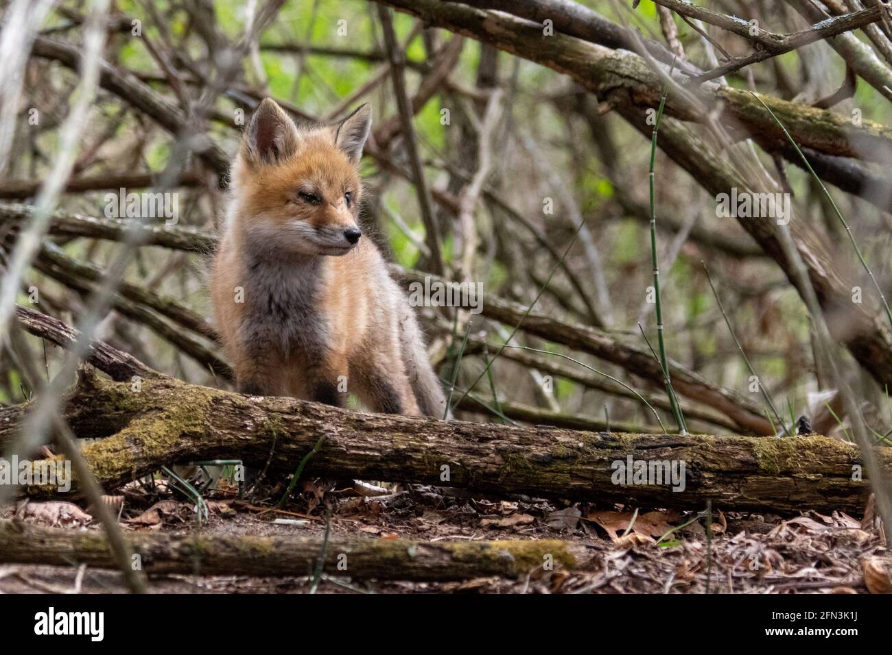 Red fox pup Stock Photo - Alamy