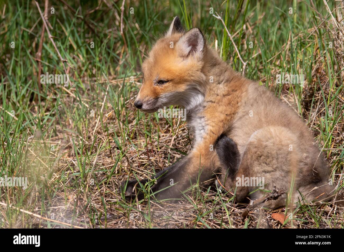 Red fox pup Stock Photo - Alamy
