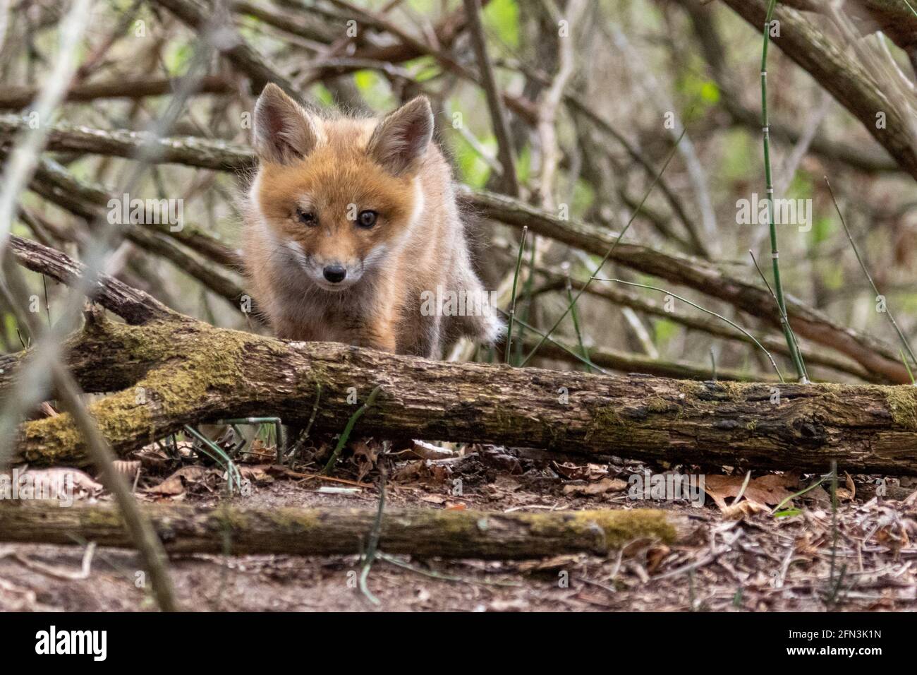 Red fox pup Stock Photo - Alamy