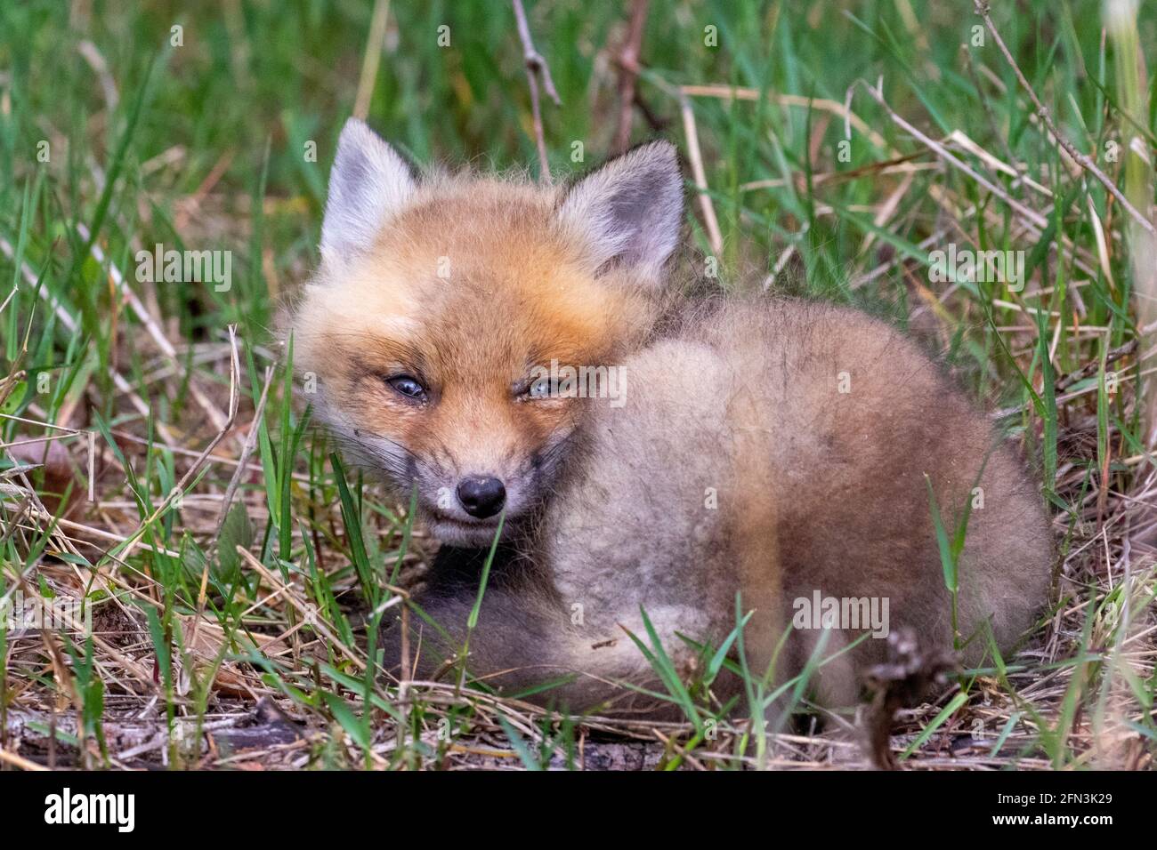 Red fox pup Stock Photo - Alamy