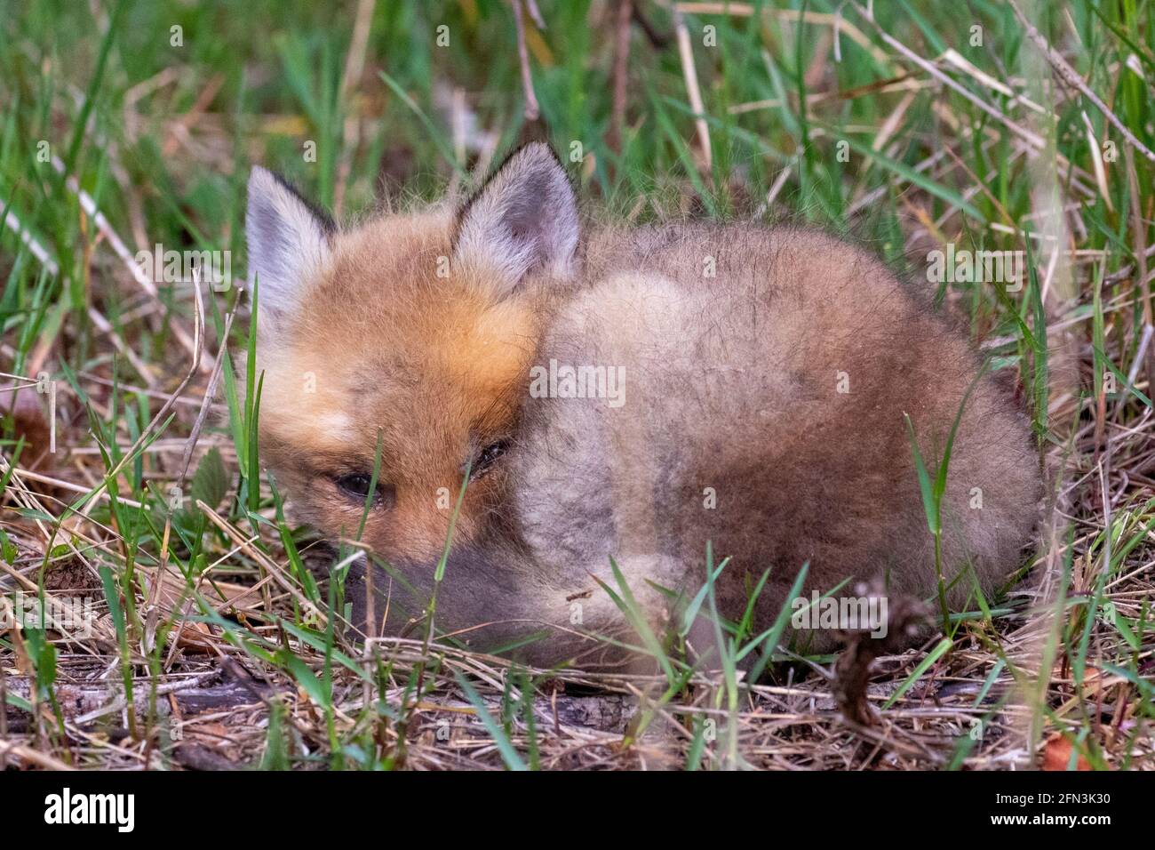 Red fox pup Stock Photo - Alamy