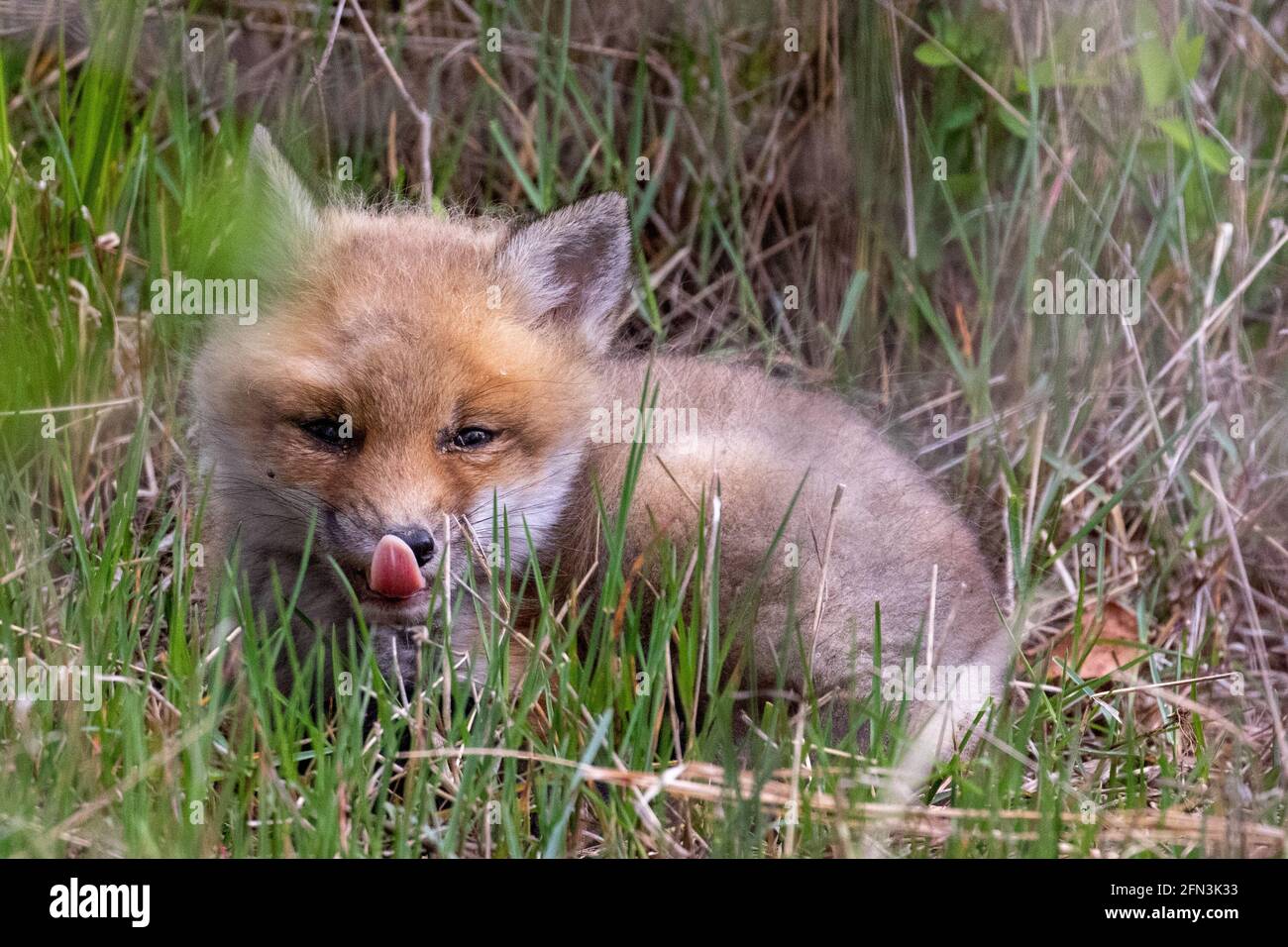 Red fox pup Stock Photo - Alamy