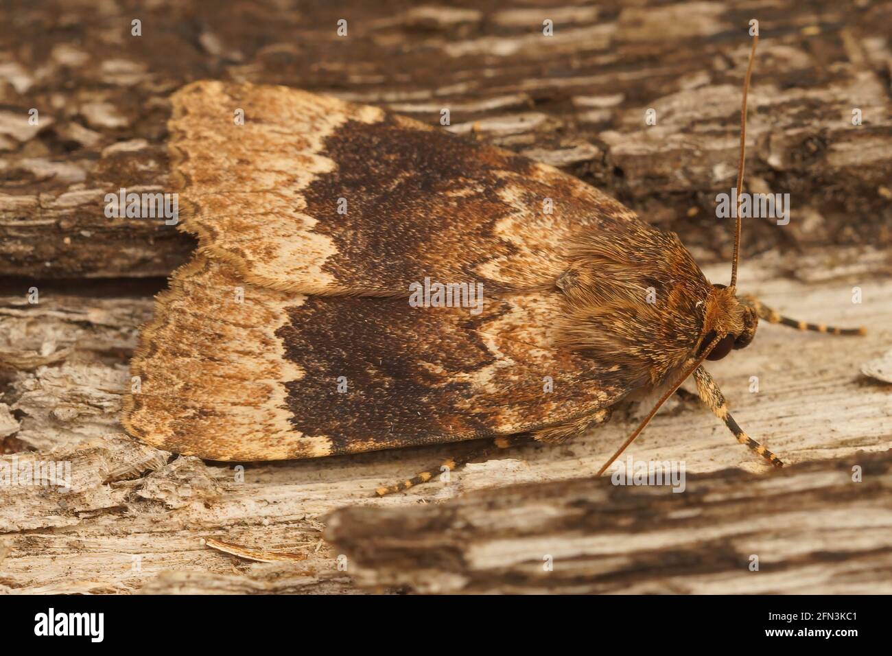 Closeup of an Amphipyra perflua on a rough surface under the sunlight ...