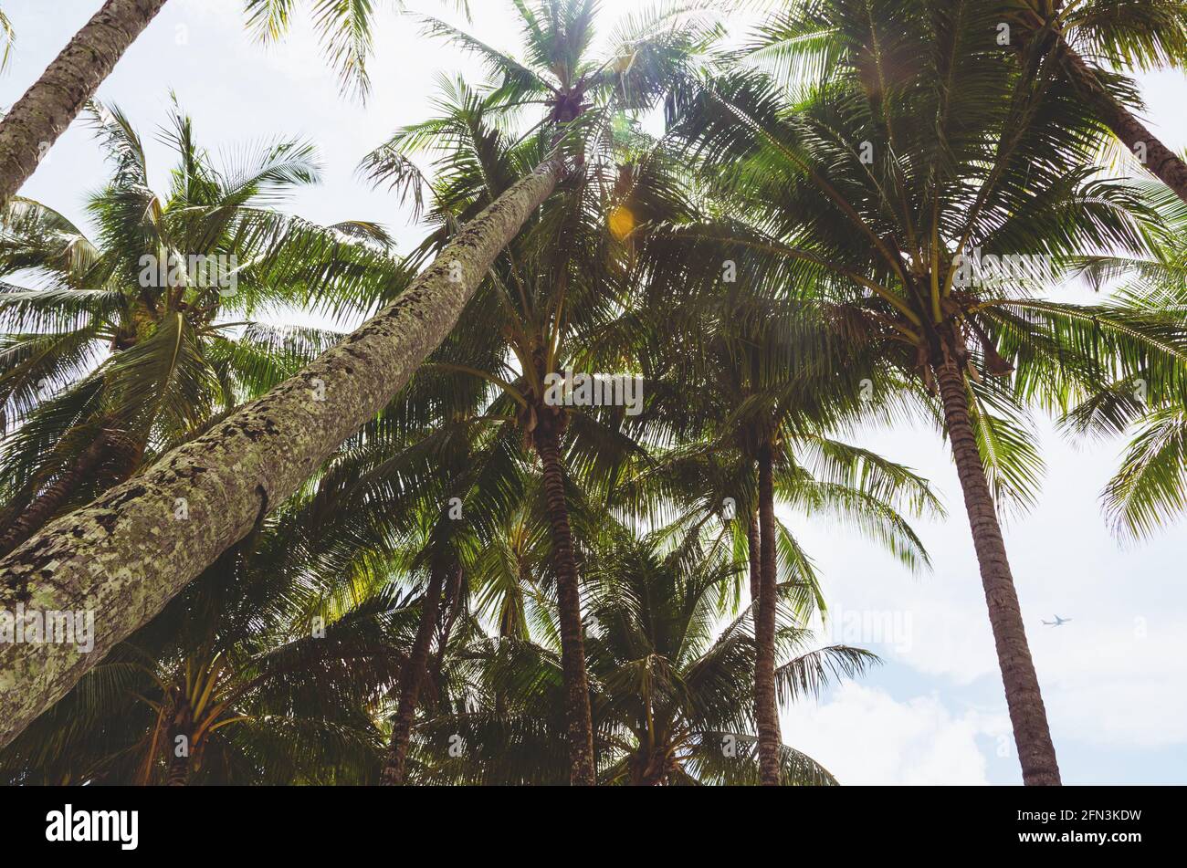 Looking up at the palm trees that overlook the beach at Palm Cove ...