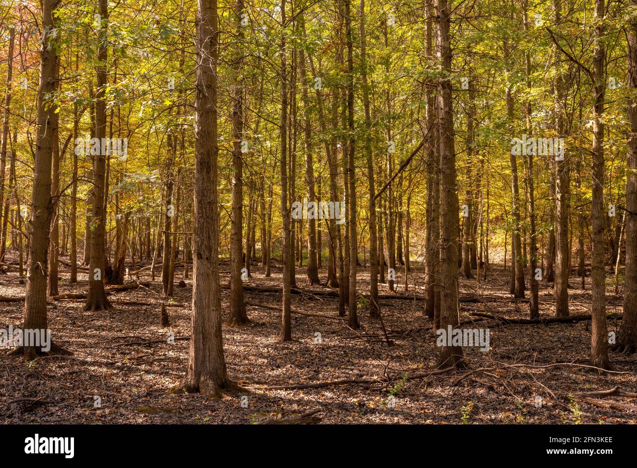 Indiana dunes forest trail hi-res stock photography and images - Alamy