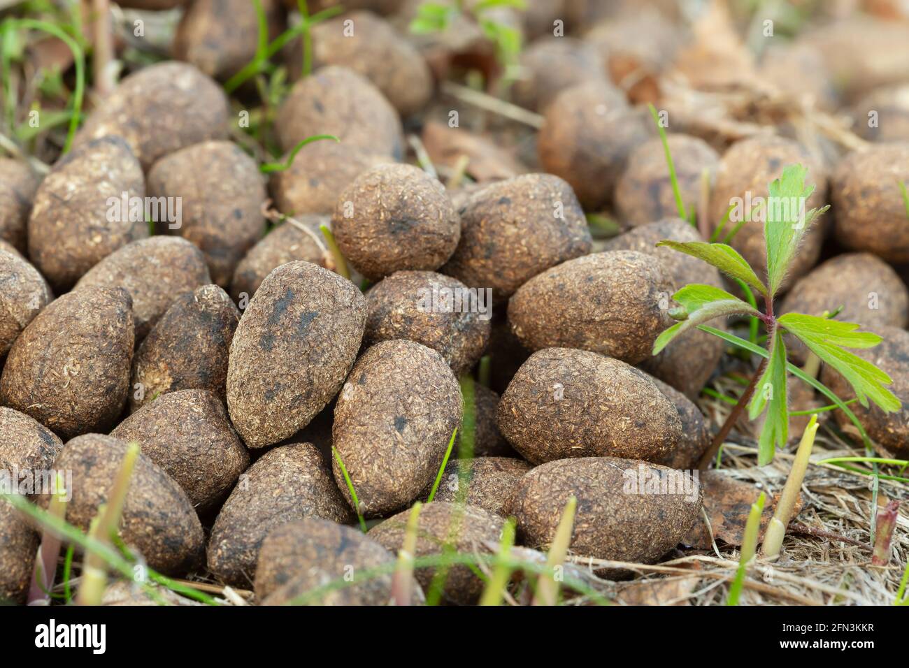 Dry moose droppings Stock Photo - Alamy
