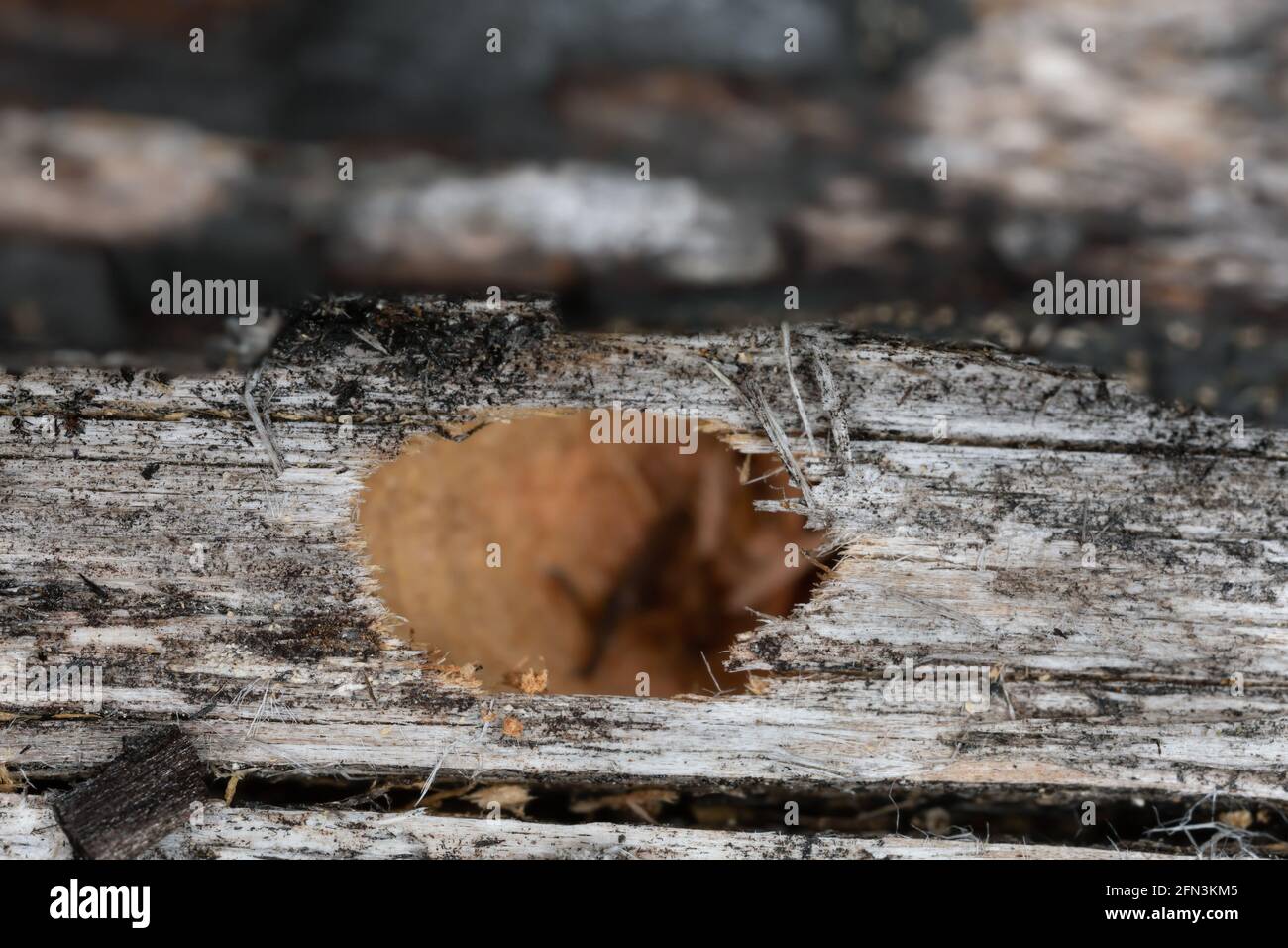 Hatching hole on pine wood after the long horn beetle Tragosoma ...