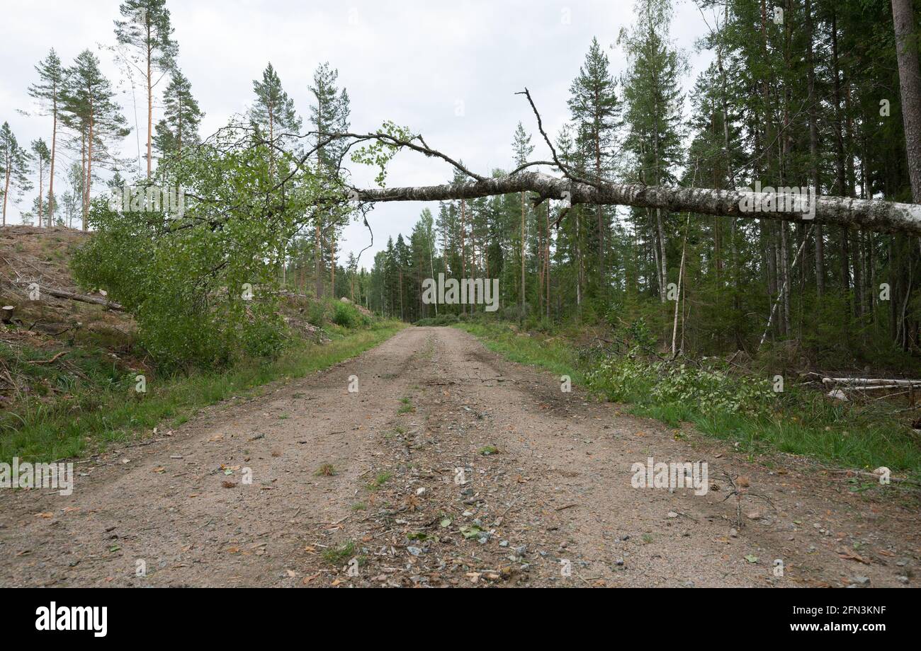 Fallen birch tree hi-res stock photography and images - Alamy
