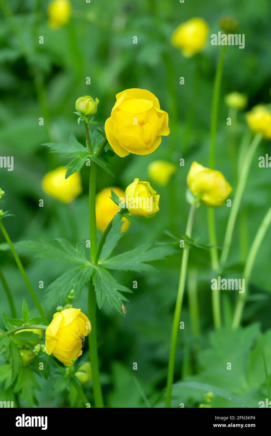 Common globeflower, Trollius europaeus Stock Photo - Alamy