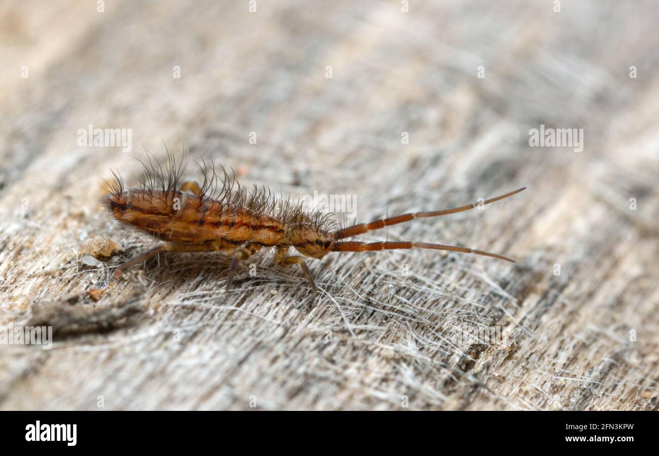 Orchesella flavescens on wood hi-res stock photography and images - Alamy
