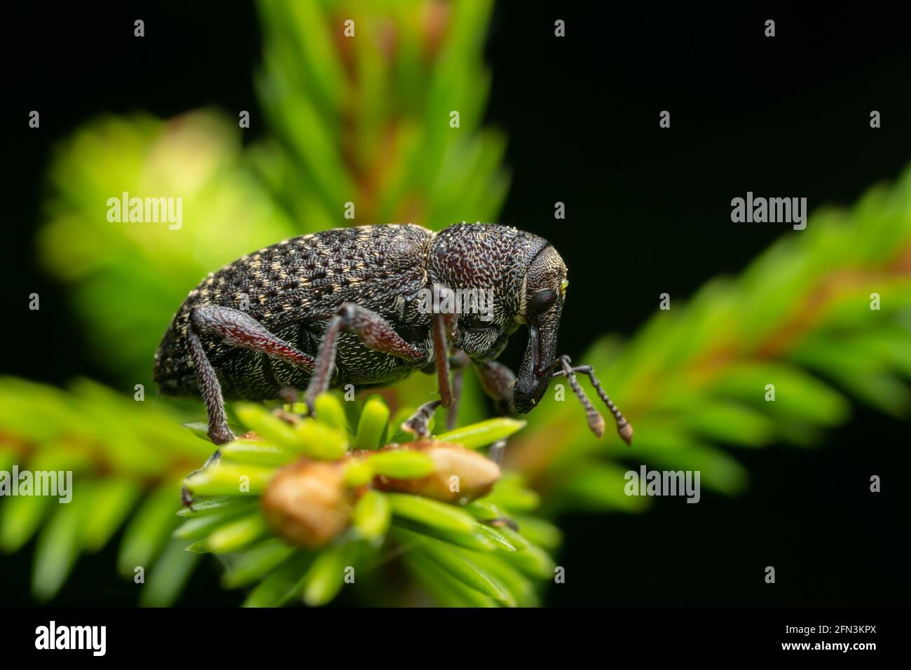 Large spruce weevil, Hylobius excavatus on pine needles Stock Photo - Alamy
