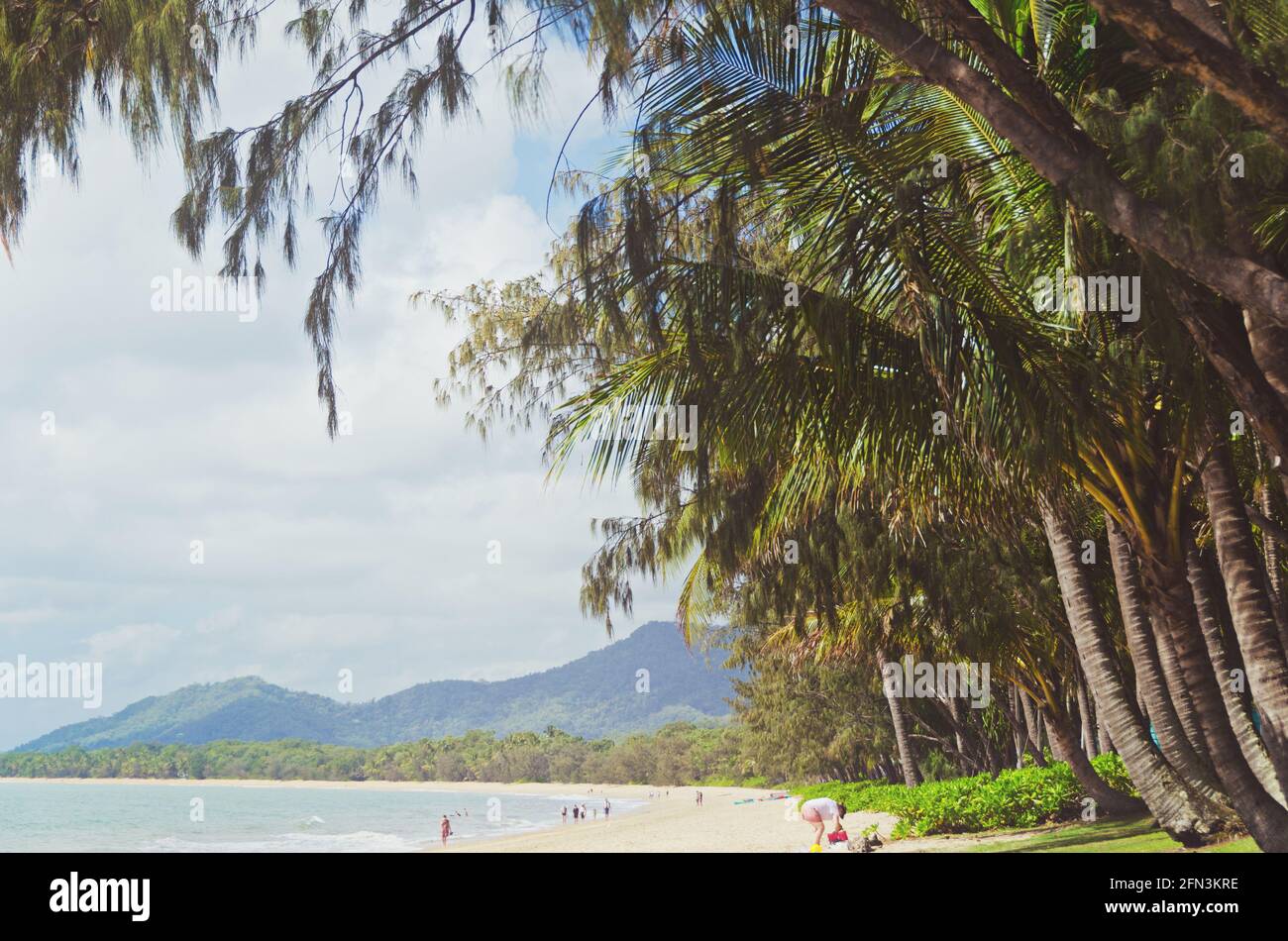 Australian palm trees hi-res stock photography and images - Alamy
