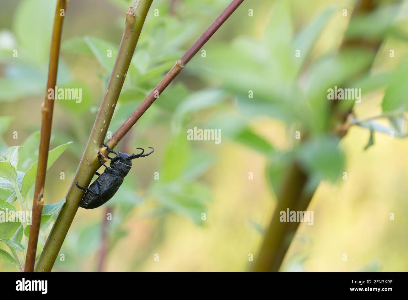 Weaver beetle, Lamia textor on salix Stock Photo - Alamy