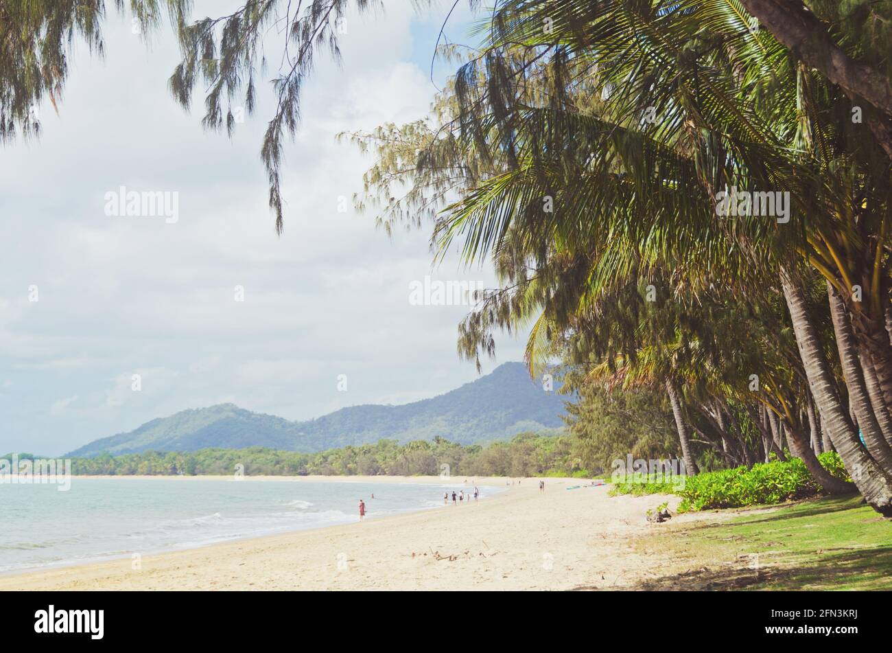 Australian palm trees hi-res stock photography and images - Alamy