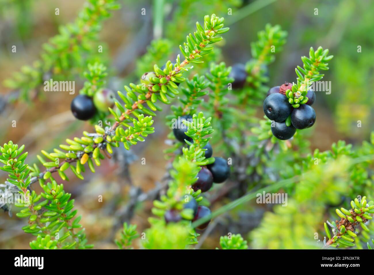 Crowberries hi-res stock photography and images - Alamy