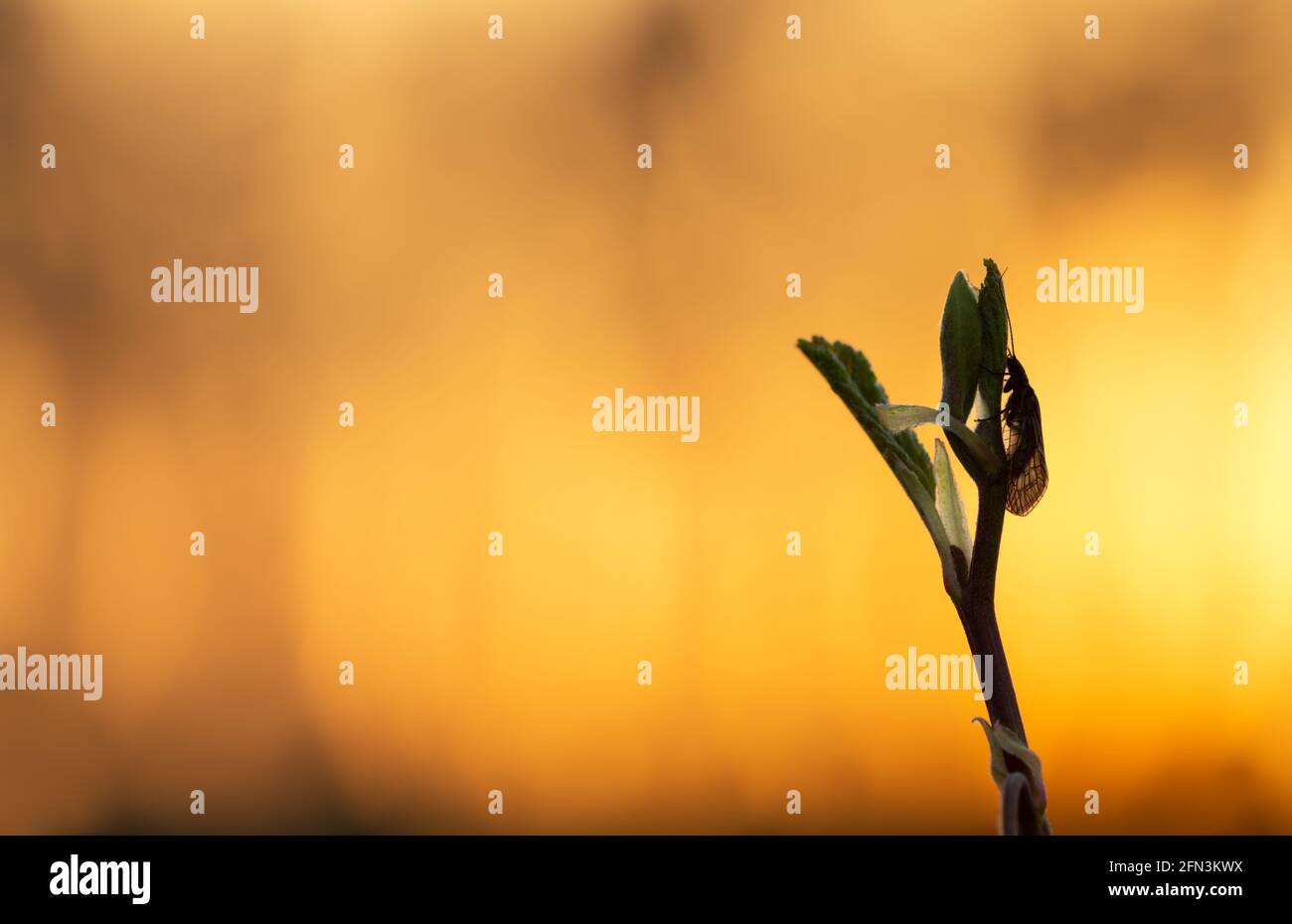 Adult alderfly, Sialidae resting on plant in sunset Stock Photo - Alamy