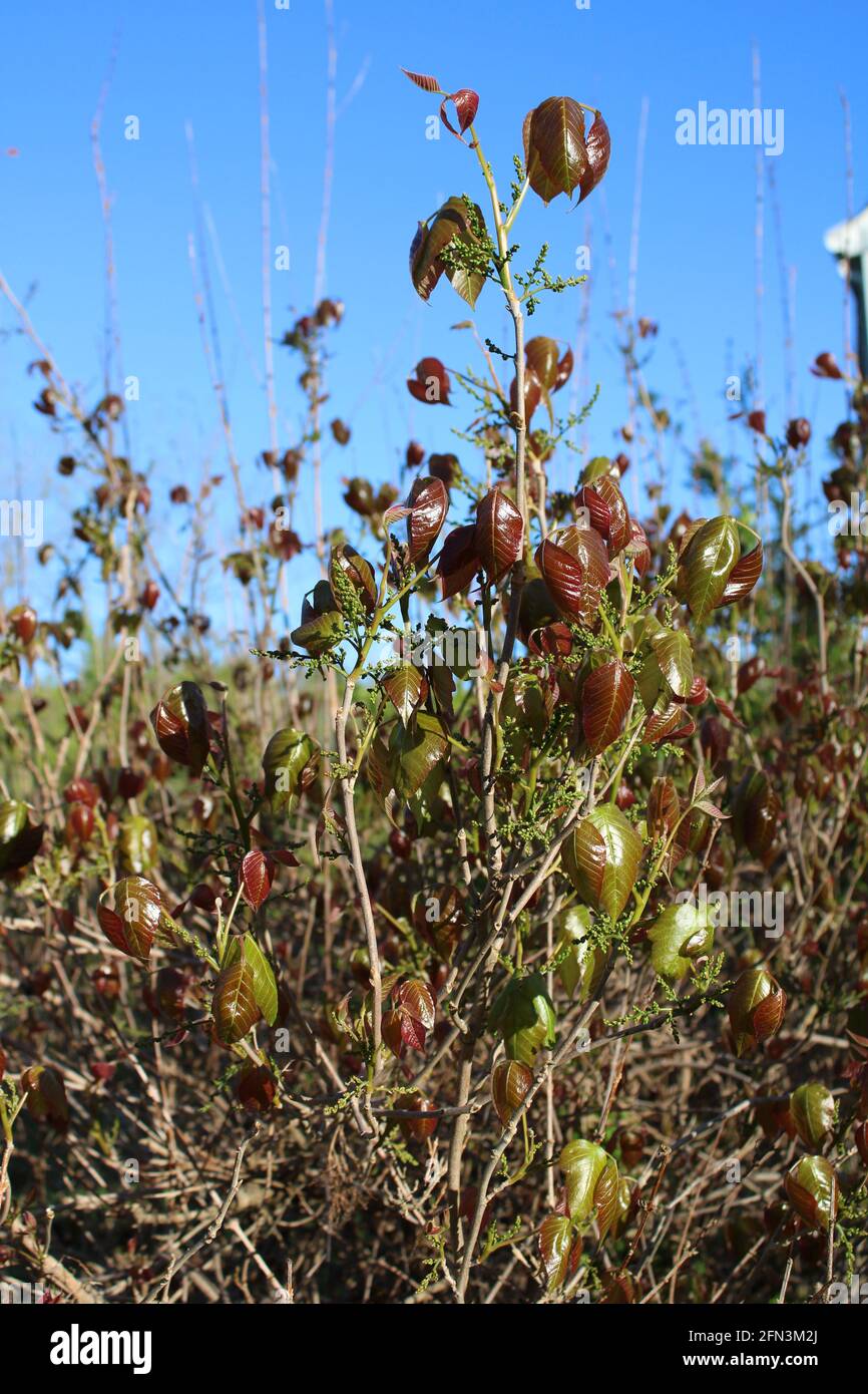 Branches Growing from a Large Old Poison Ivy Vine Stock Photo - Alamy
