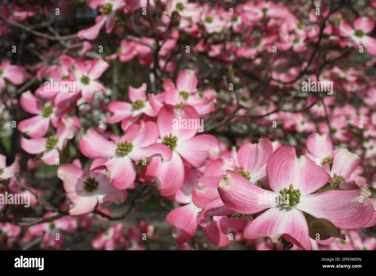 Dogwood trees in bloom hi-res stock photography and images - Alamy