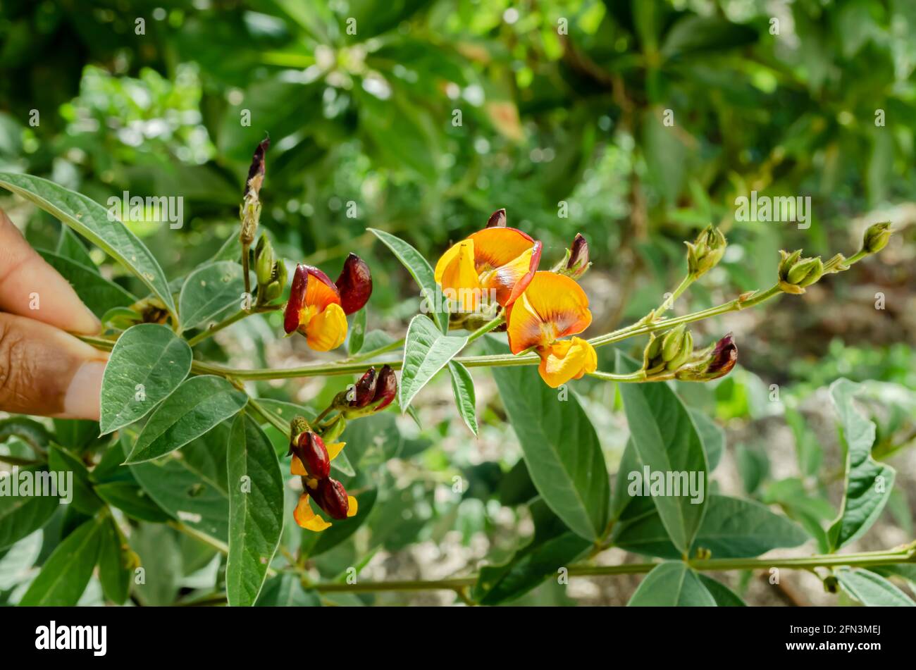 Blossom Of The Gungo Tree Stock Photo - Alamy