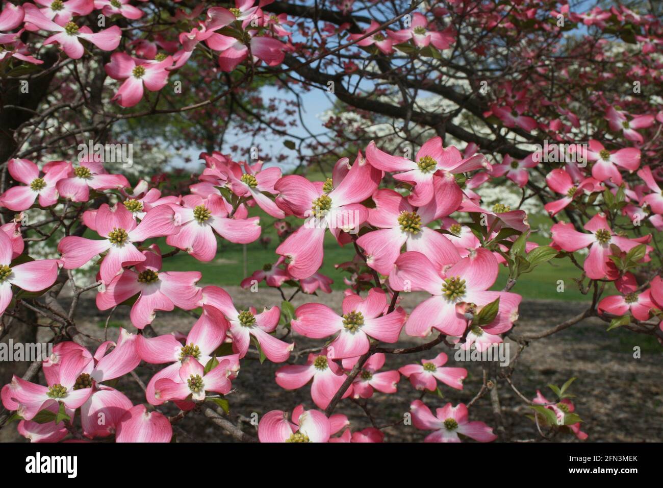 Dogwood trees in bloom hi-res stock photography and images - Alamy