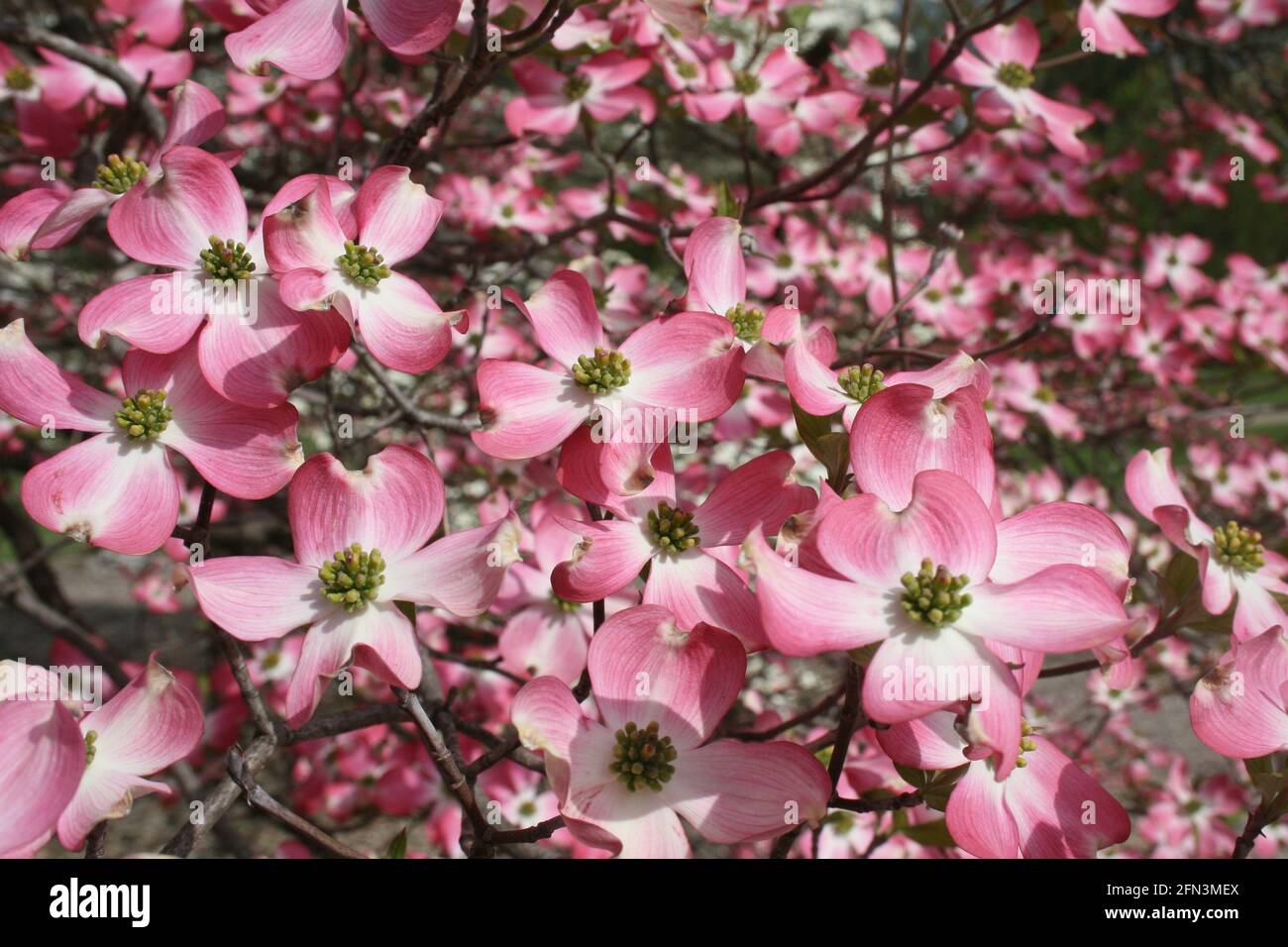 Dogwood trees in bloom hi-res stock photography and images - Alamy